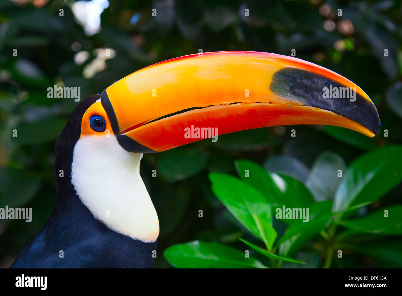 Colorful tucan in the aviary Stock Photo - Alamy