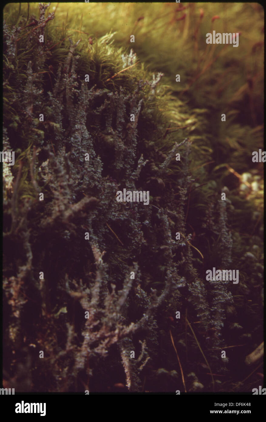 Moss and lichen are growing on a decaying Douglas Fir tree at Green ...