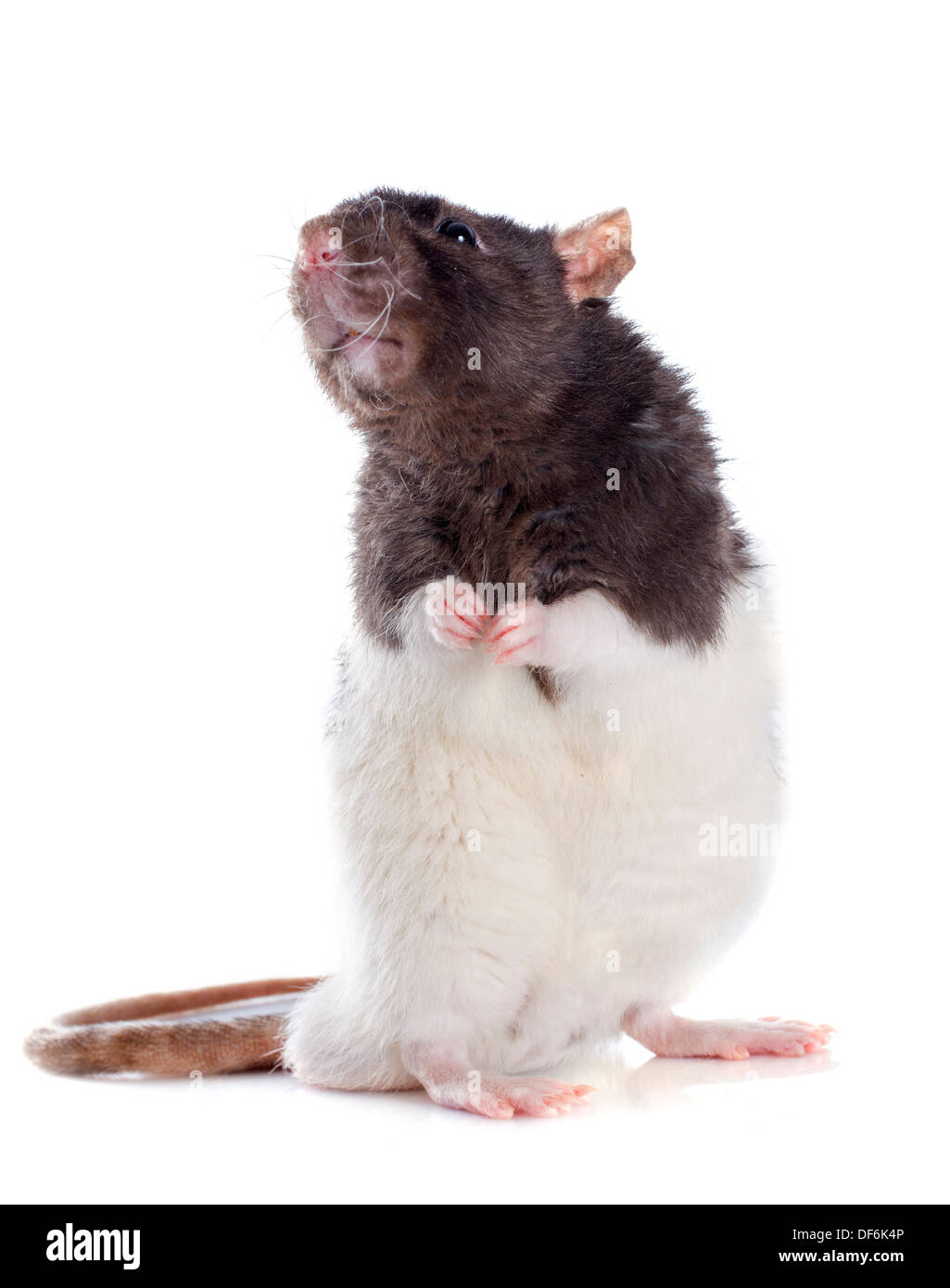 Domestic white rat in hi-res stock photography and images - Alamy