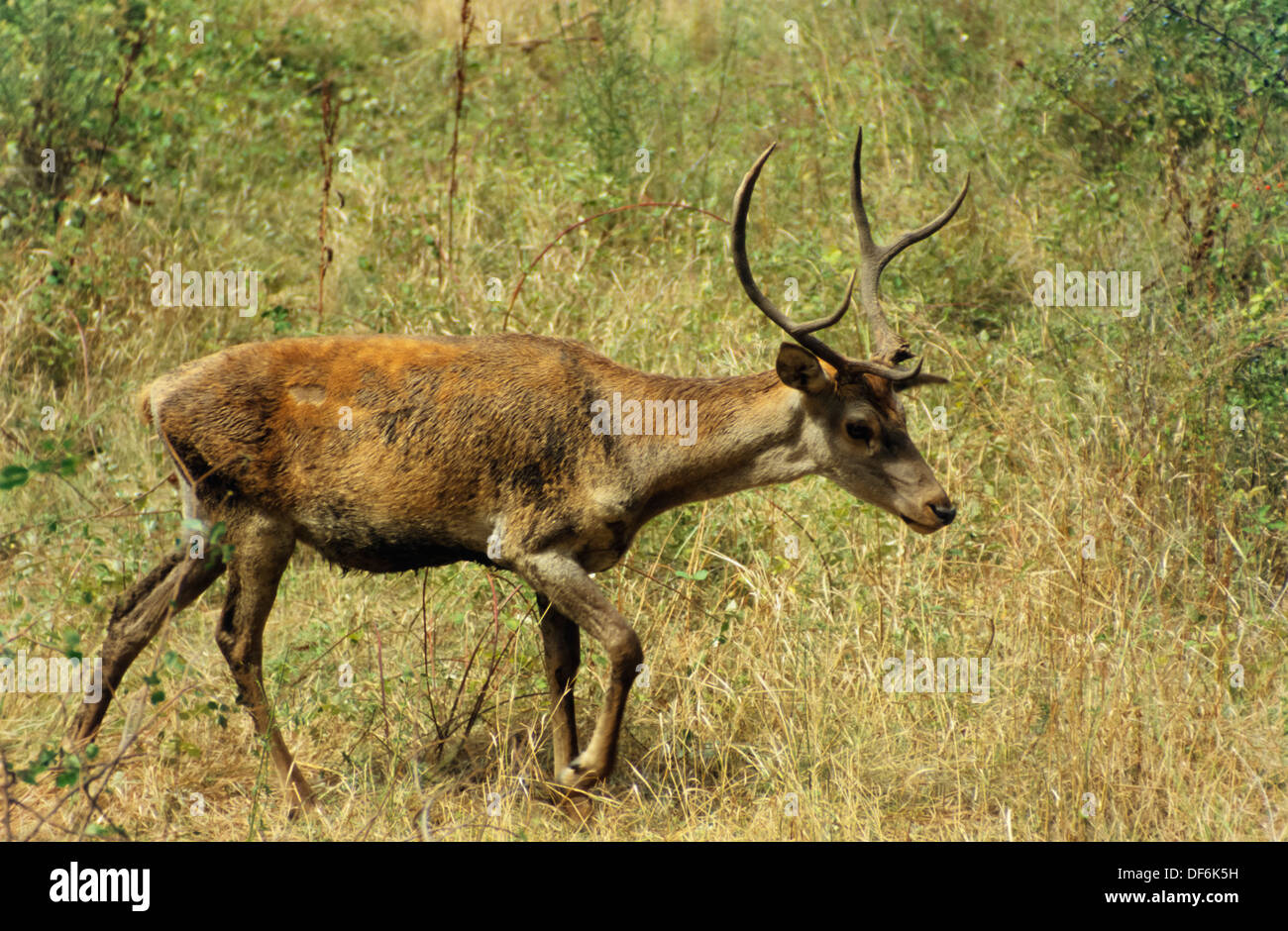 Male deer walking hi-res stock photography and images - Alamy