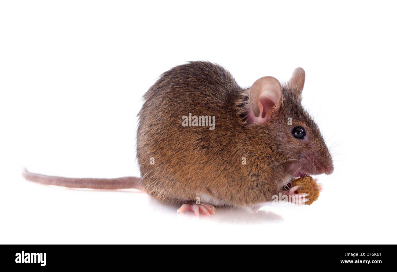 eating mouse in front of white background Stock Photo - Alamy