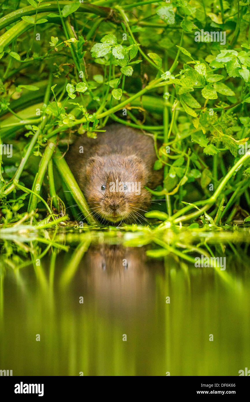 Watercress habitat hi-res stock photography and images - Alamy