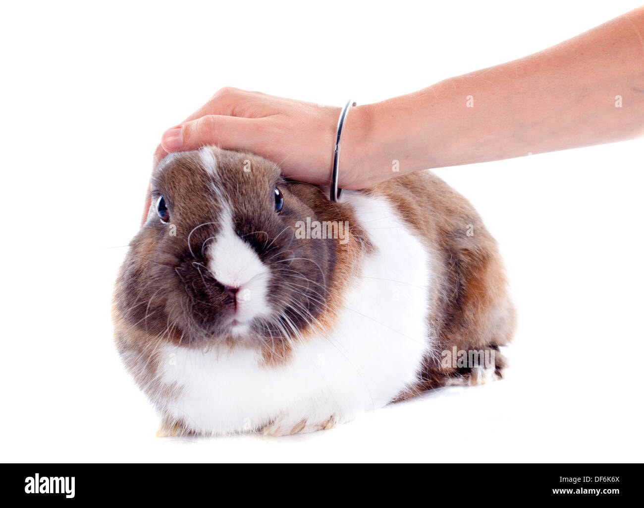 young rabbit and hand in front of white background Stock Photo - Alamy