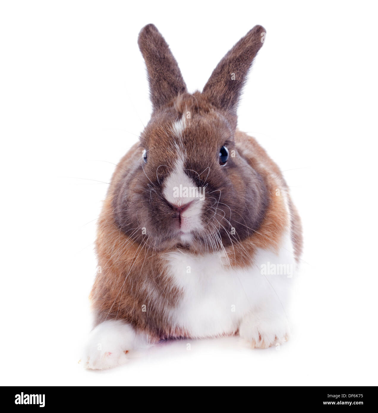 White rabbit front on hi-res stock photography and images - Alamy