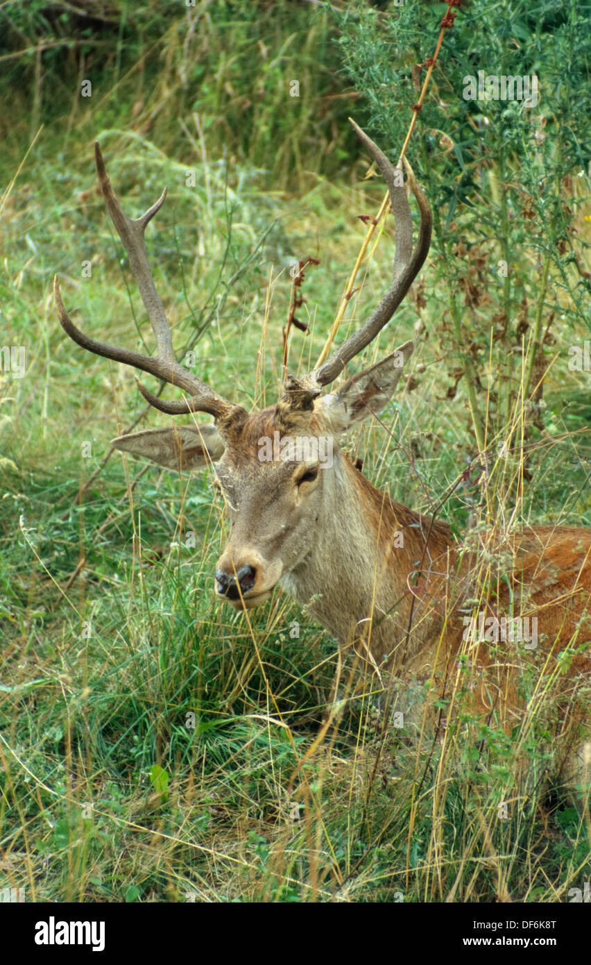 Wild red buck hi-res stock photography and images - Alamy