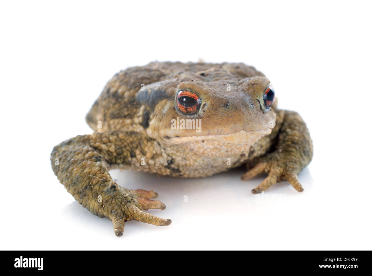 brown toad in front of white background Stock Photo - Alamy