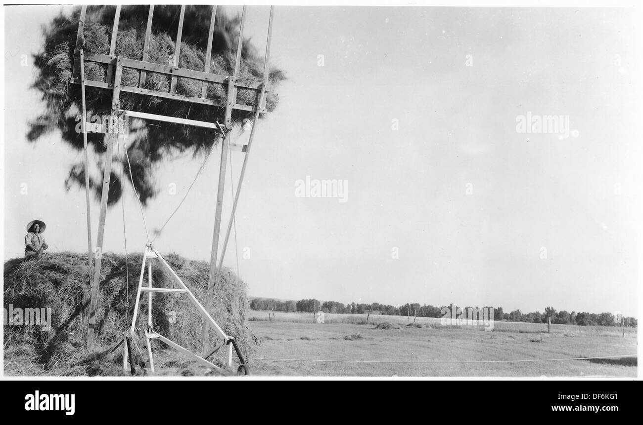 This image captures Mrs. Brown stacking hay using an overchute stacker ...
