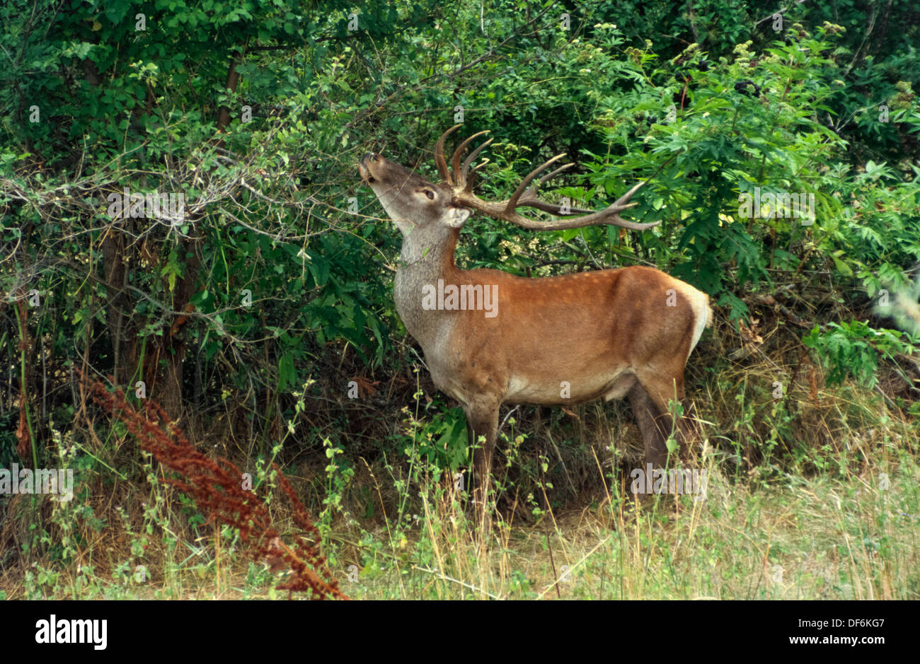 Red deer buck feeding of a tree Stock Photo - Alamy