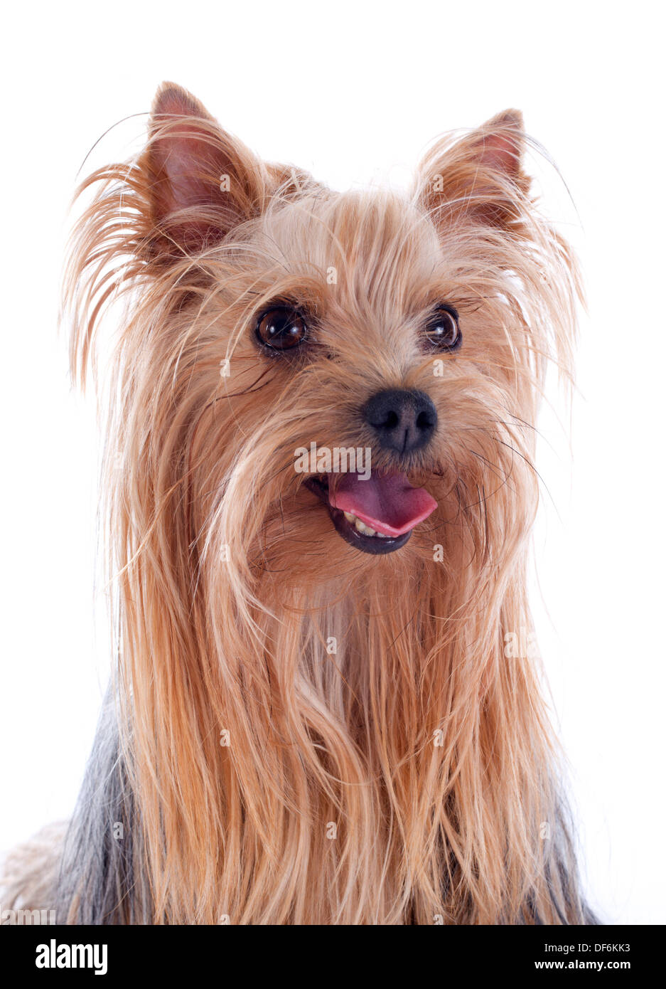 portrait of a purebred yorkshire terrier in front of white background ...