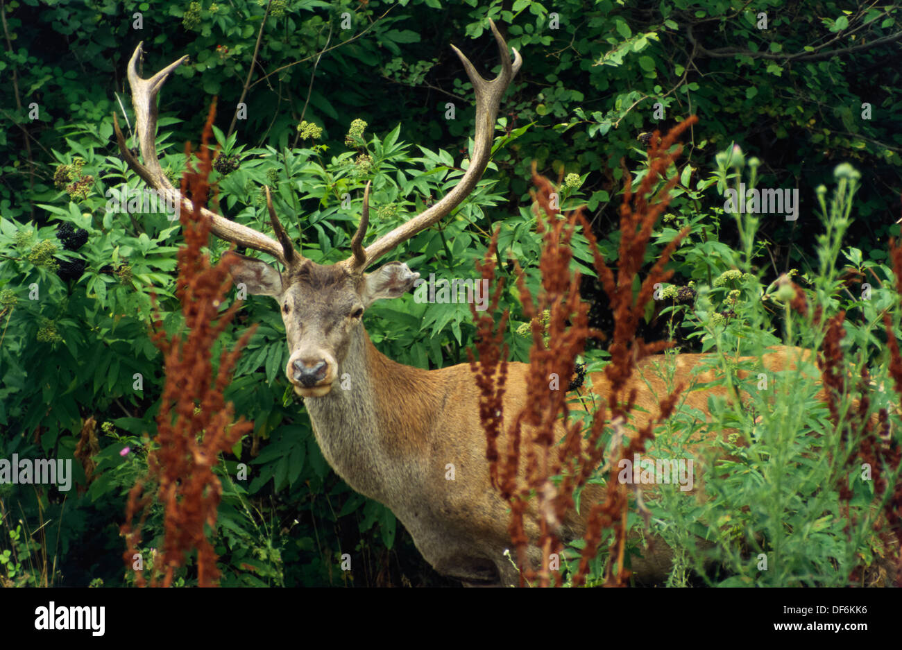 Red deer buck portrait Stock Photo - Alamy