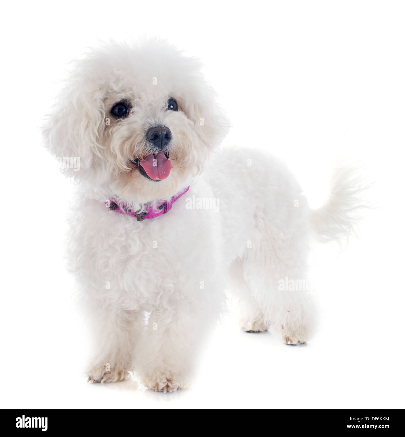 bichon frise in front of white background Stock Photo - Alamy