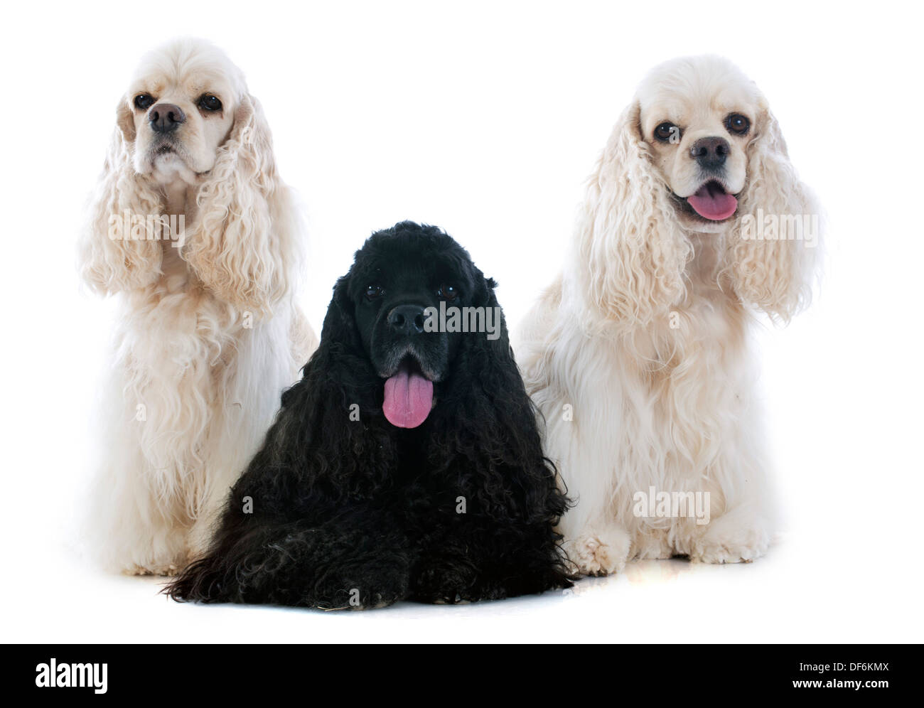 three american cocker spaniel in front of white background Stock Photo ...