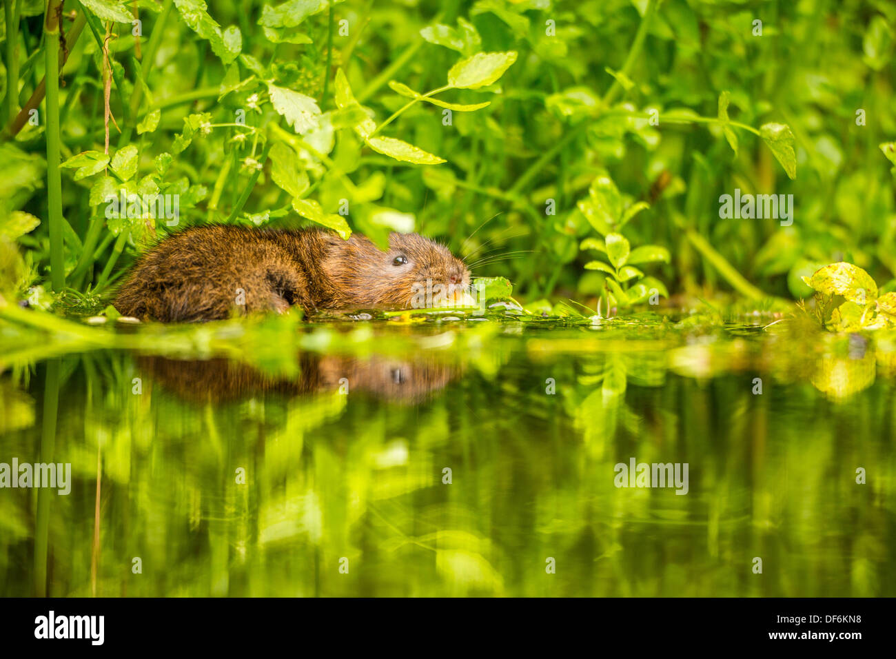 Watercress habitat hi-res stock photography and images - Alamy