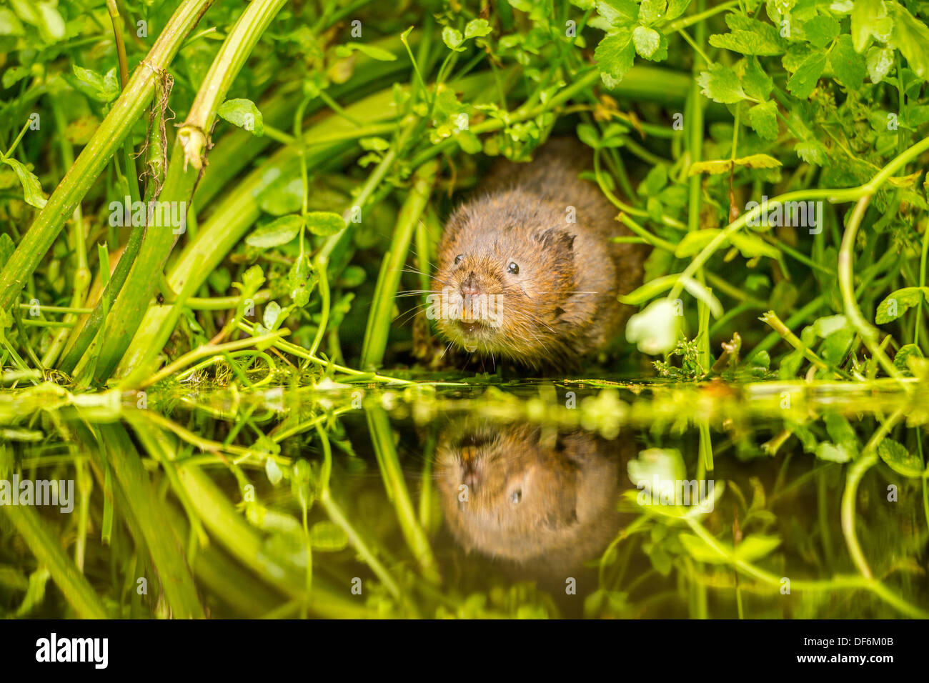 Watercress habitat hi-res stock photography and images - Alamy