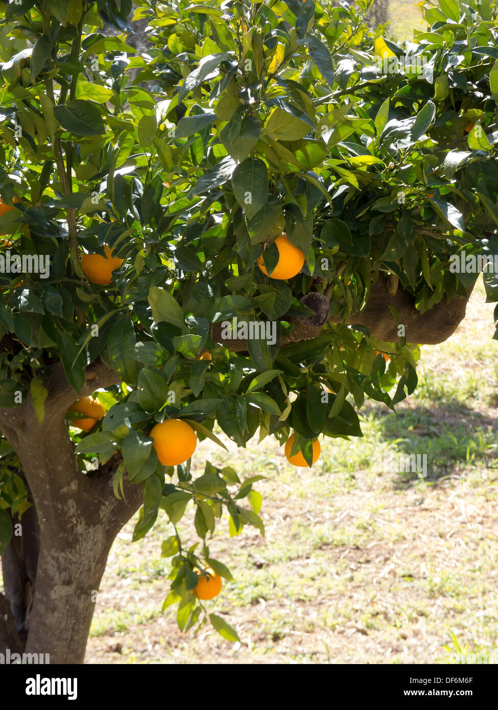 Orange tree in Mallorca Stock Photo - Alamy