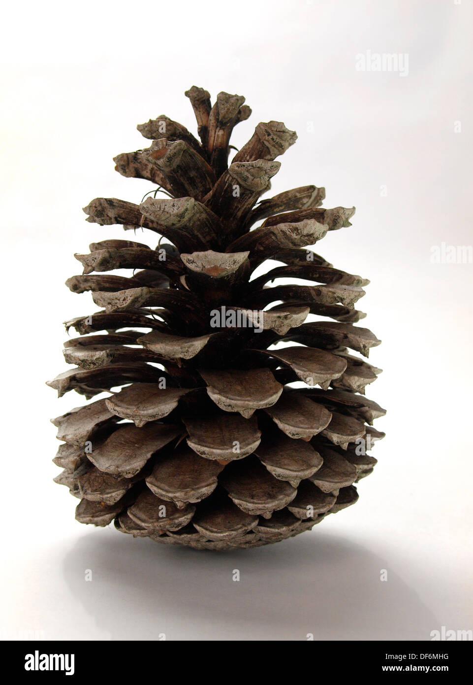 Cone giant hi-res stock photography and images - Alamy