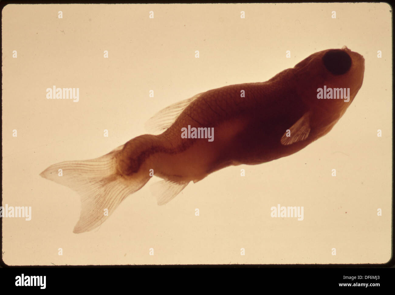 Deformed fish hi-res stock photography and images - Alamy