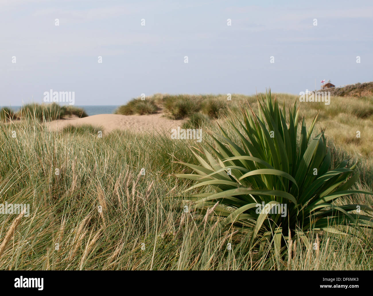 Sand dunes, Summerleaze Beach, Bude, Cornwall, UK 2013 Stock Photo - Alamy