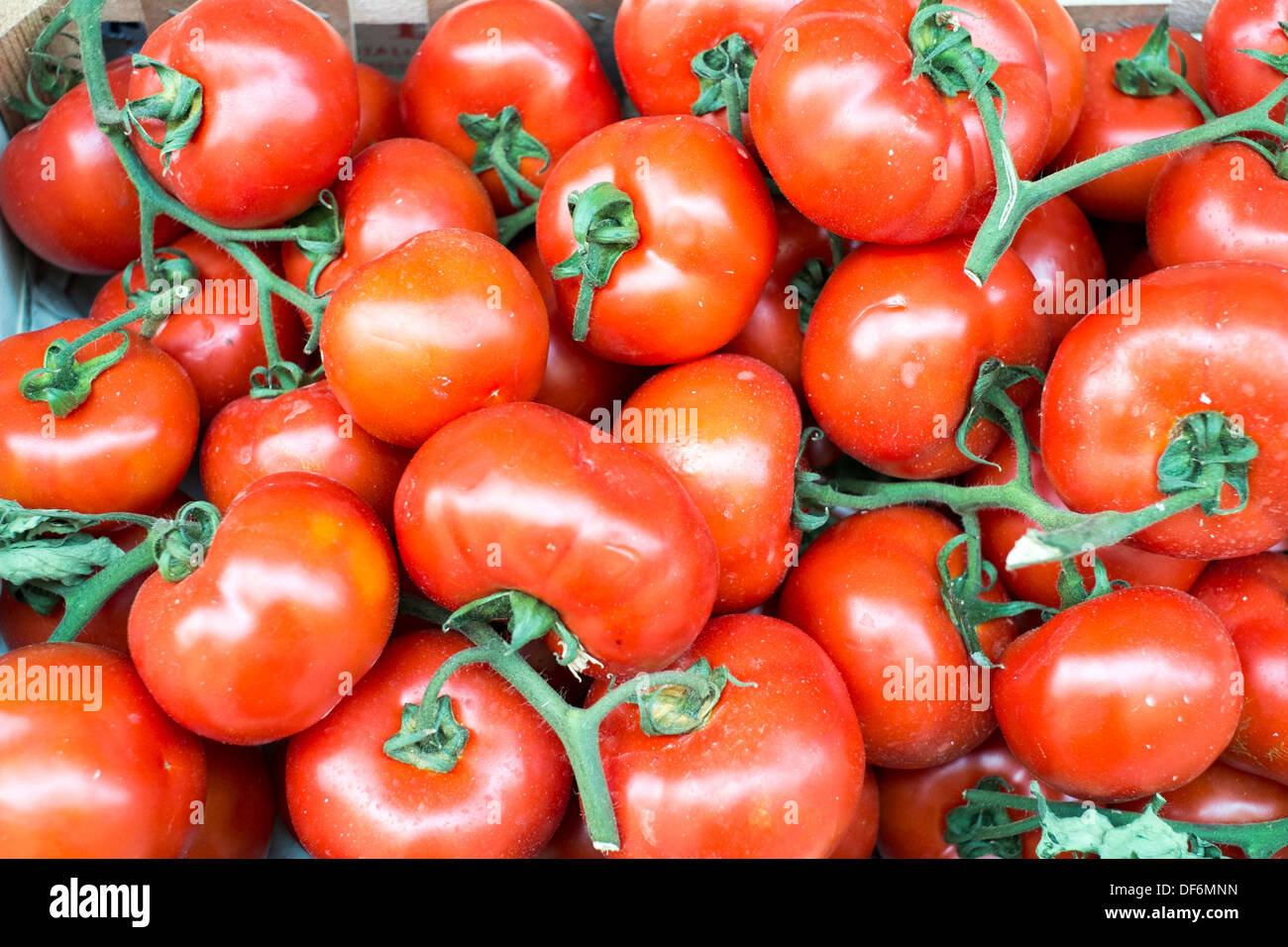 Fresh red tomatoes on Italian market stall in Cortona Tuscany Italy ...