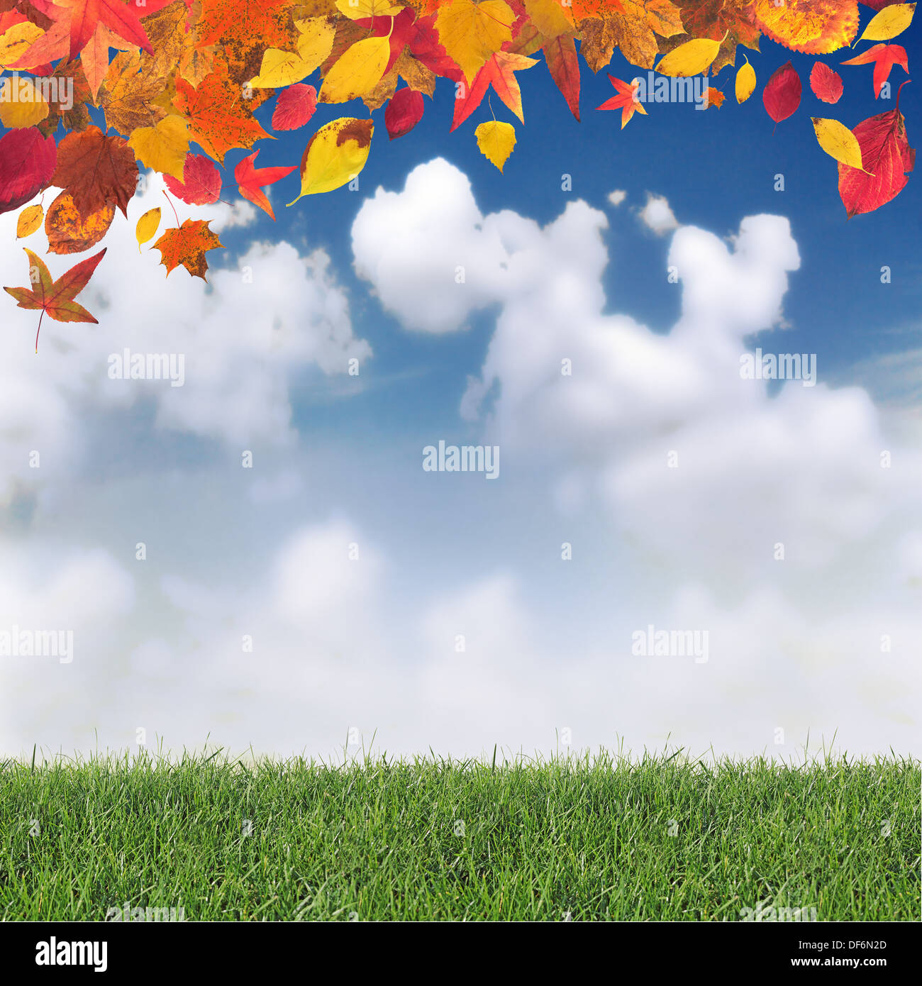 Autumn leaves with the blue sky background Stock Photo - Alamy