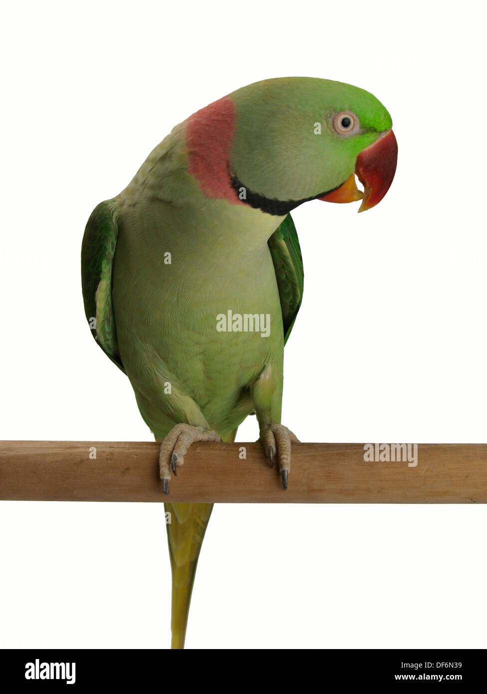 Alexandrine Parakeet / Alexandrian Parrot (Psittacula eupatria Stock ...