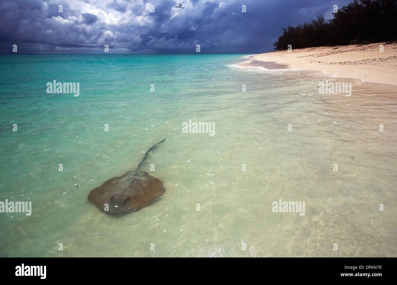 Stingray in water stingray hi-res stock photography and images - Alamy