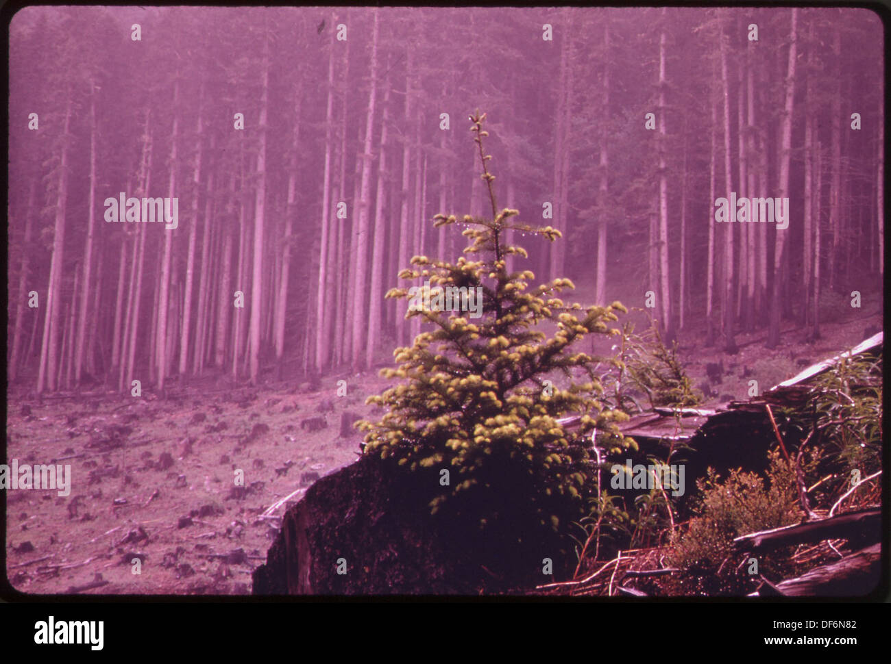 New growth on a fir tree hi-res stock photography and images - Alamy