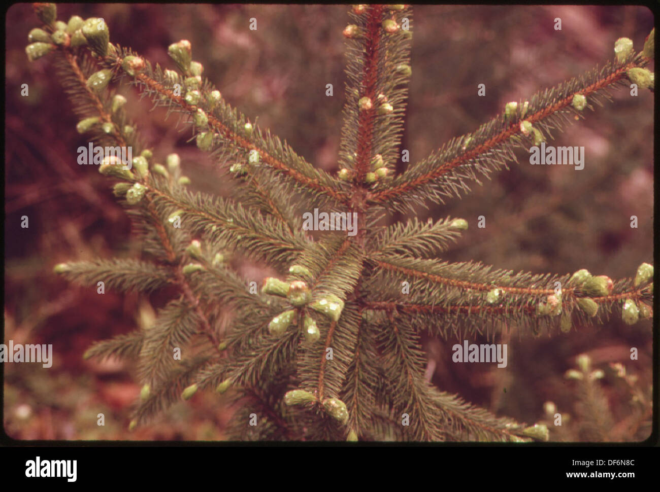 New growth on a 10-year-old spruce tree is observed on a south-facing ...