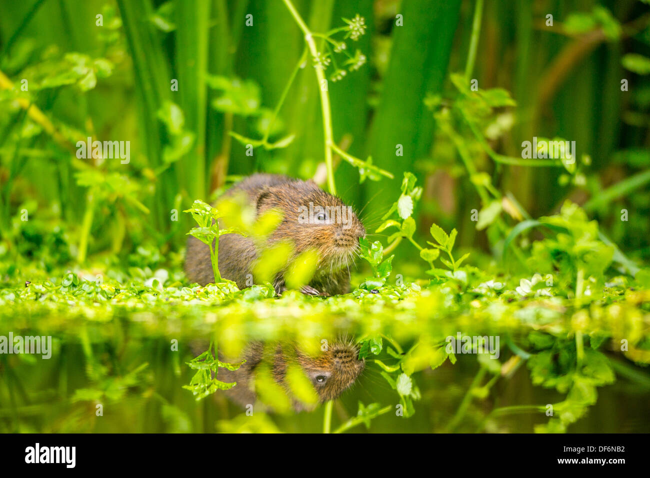 Watercress habitat hi-res stock photography and images - Alamy