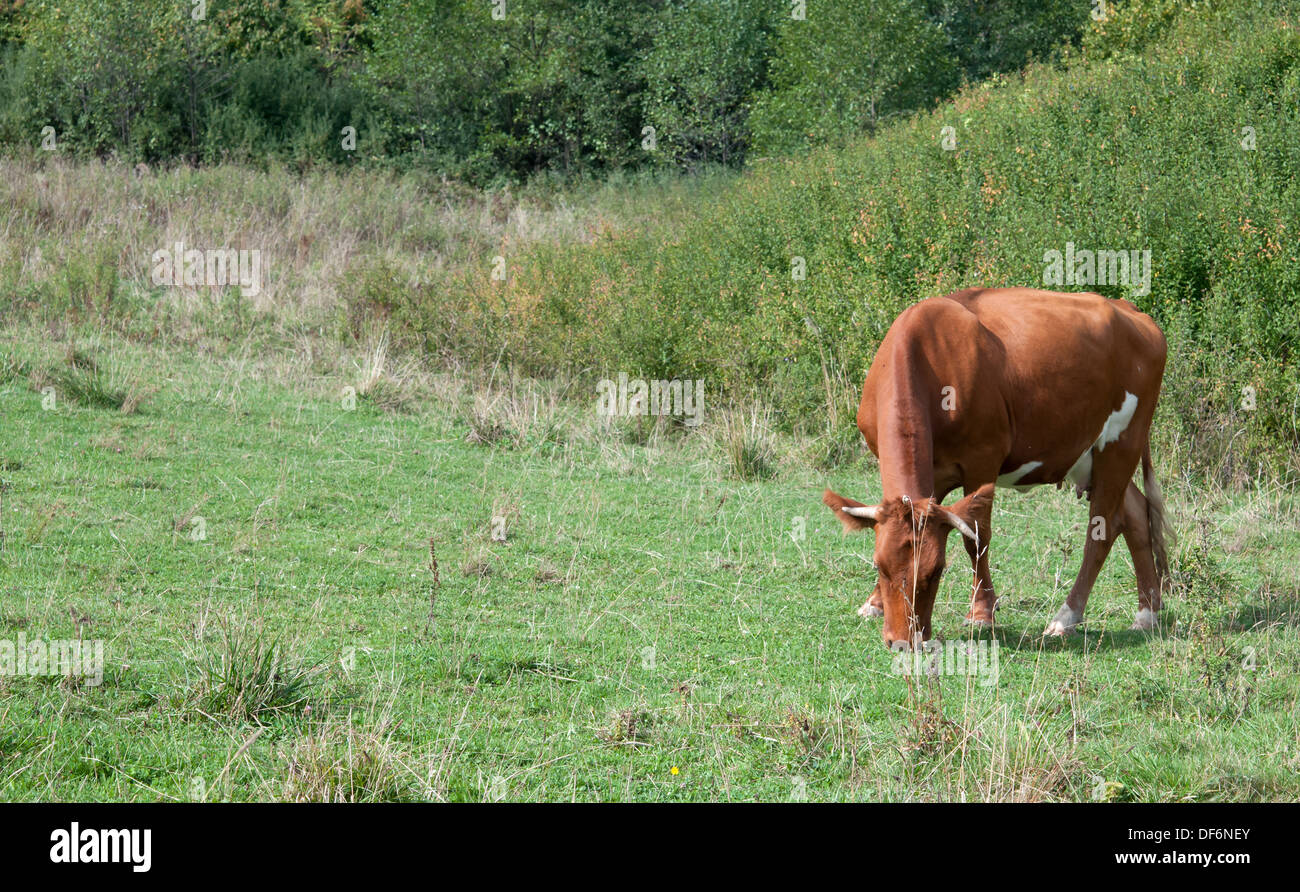 Orange cow hi-res stock photography and images - Alamy