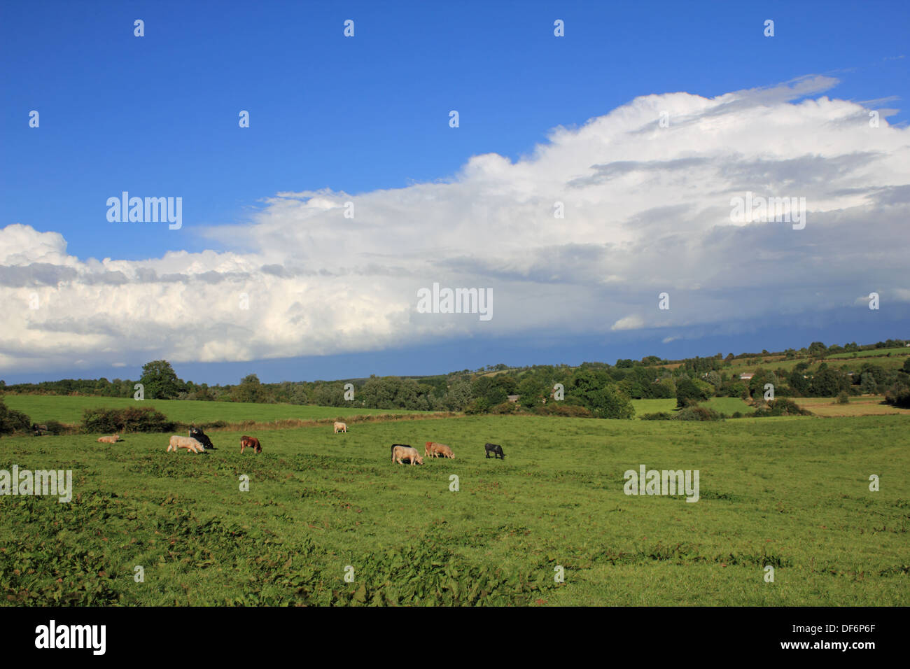Countryside with cows hi-res stock photography and images - Alamy