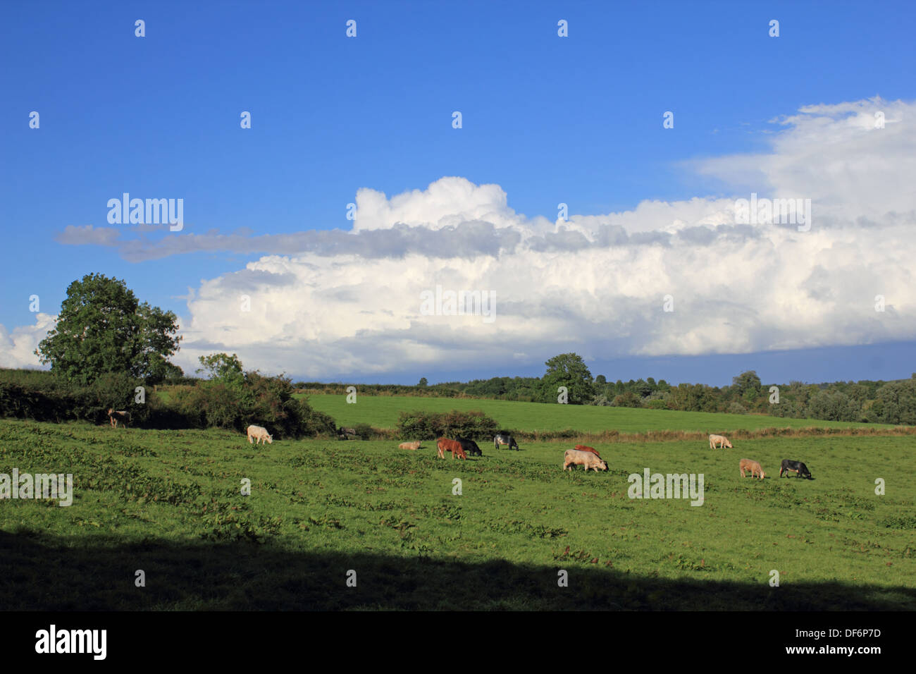 Countryside with cows near Cloone in County Leitrim, Ireland Stock ...