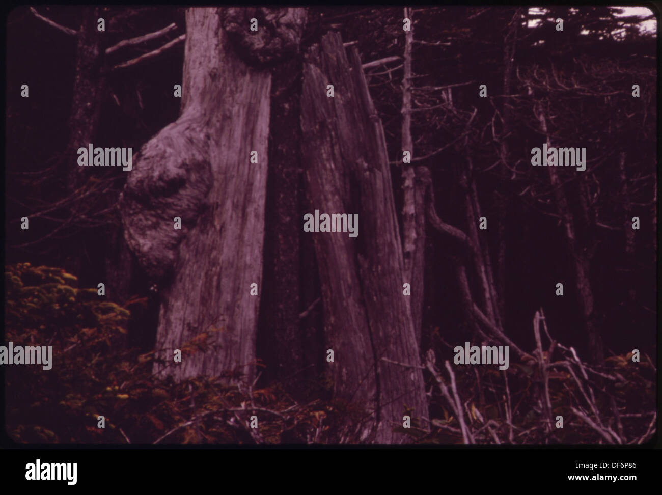 Sitka spruce history hi-res stock photography and images - Alamy