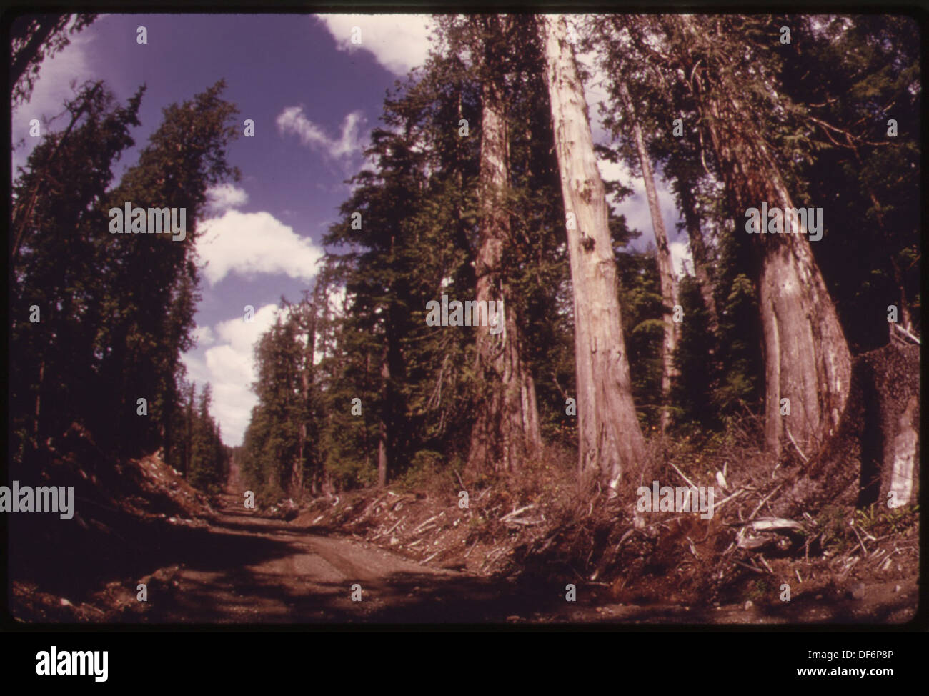 The image depicts old-growth western red cedar trees to be harvested by ...