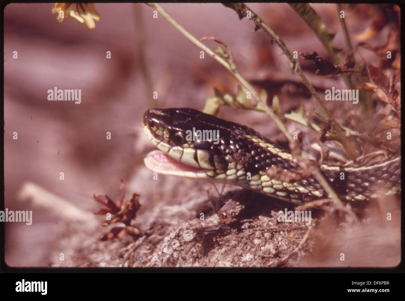 A garter snake is seen living in a colony of other garter snakes within ...