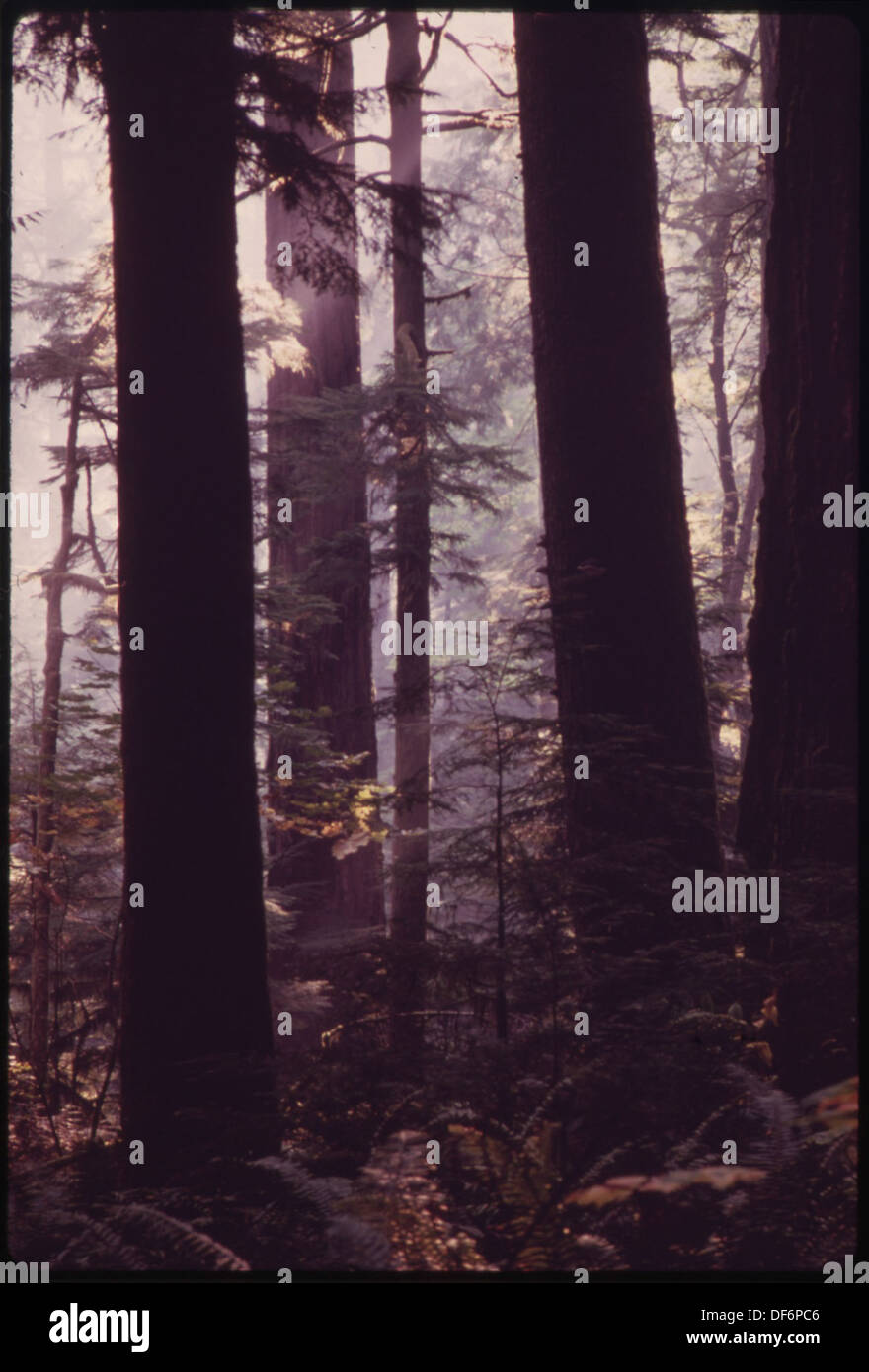 This portrait showcases an old-growth forest with Douglas fir, hemlock ...