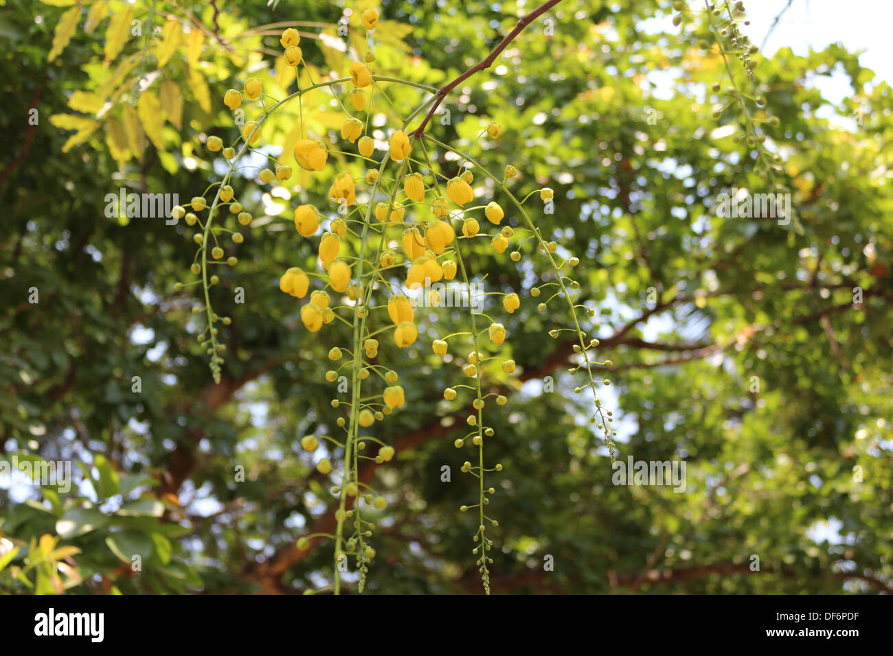 Yellow Flowers of Indian Laburnum including flower bud with green ...
