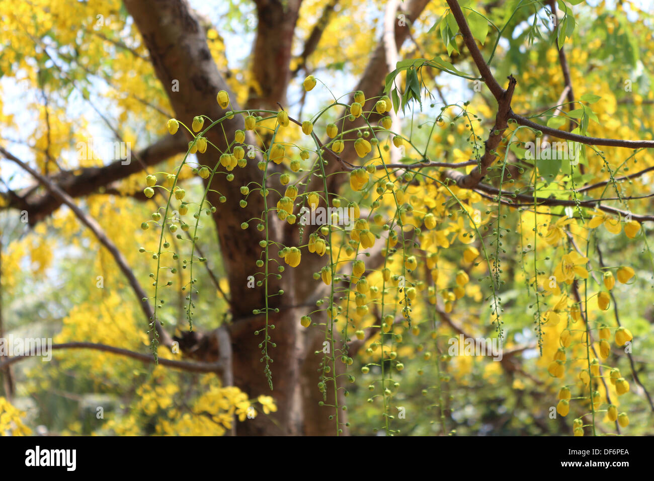 Parts of tree hi-res stock photography and images - Alamy
