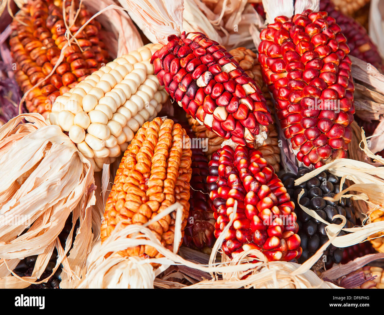 Decorative corn on the autumn market Stock Photo - Alamy