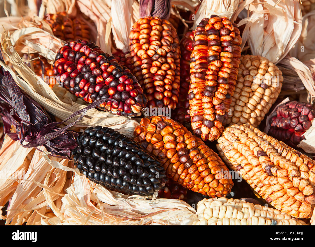 Decorative corn on the autumn market Stock Photo - Alamy