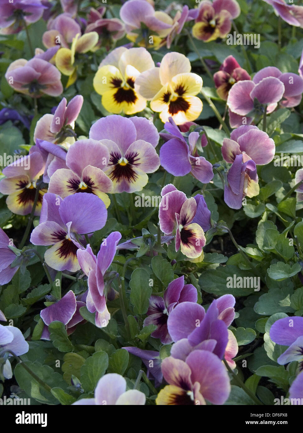 Pansies in hi-res stock photography and images - Alamy
