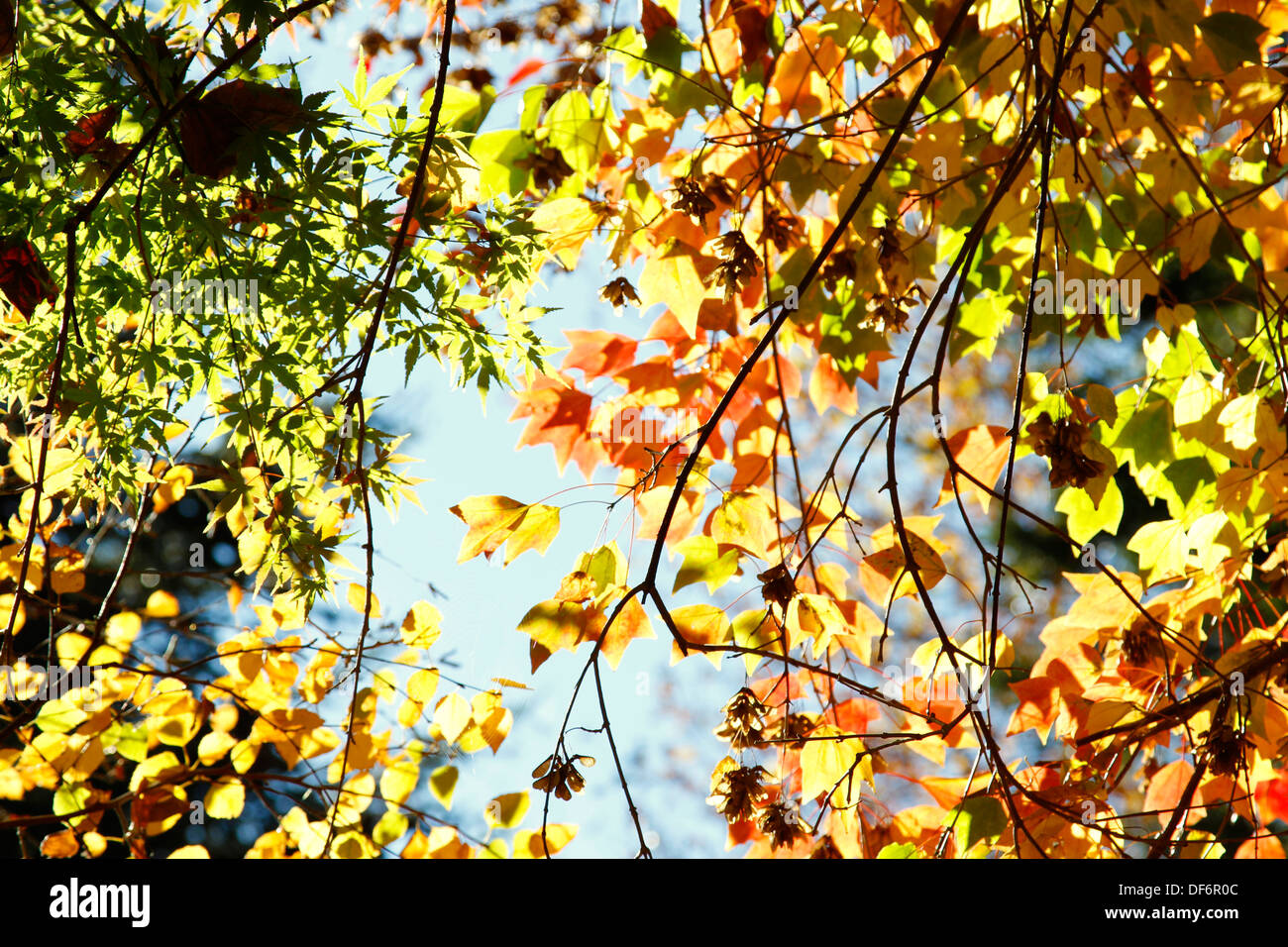 Forest change hi-res stock photography and images - Alamy