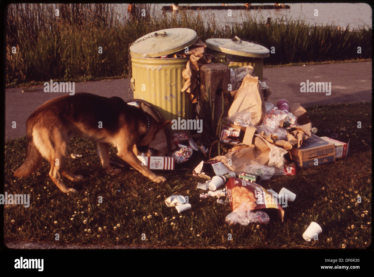 Overflowing litter cans on the shore of Lake Washington attract ...