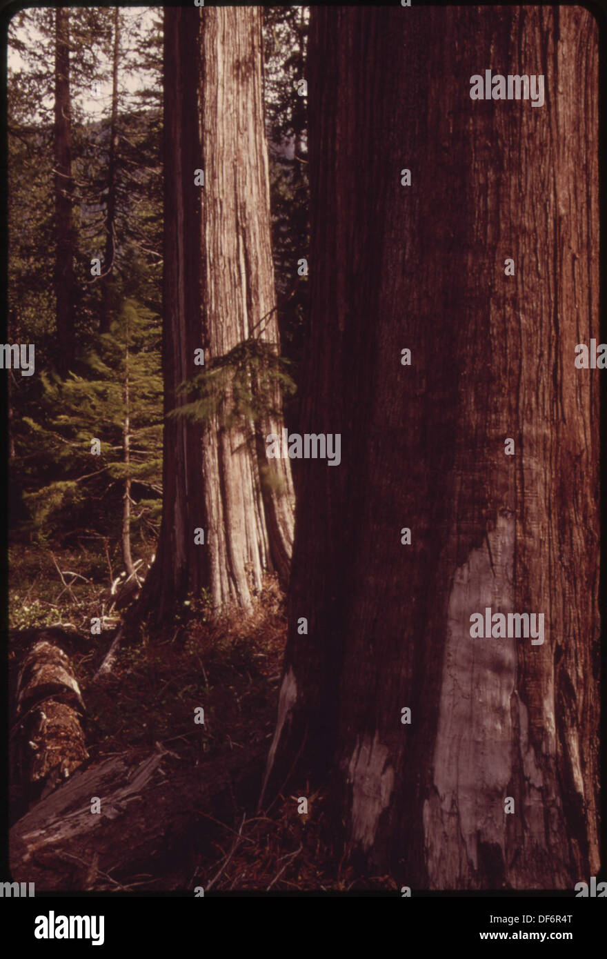 An over-mature western red cedar stands with stagnated hemlock in the ...