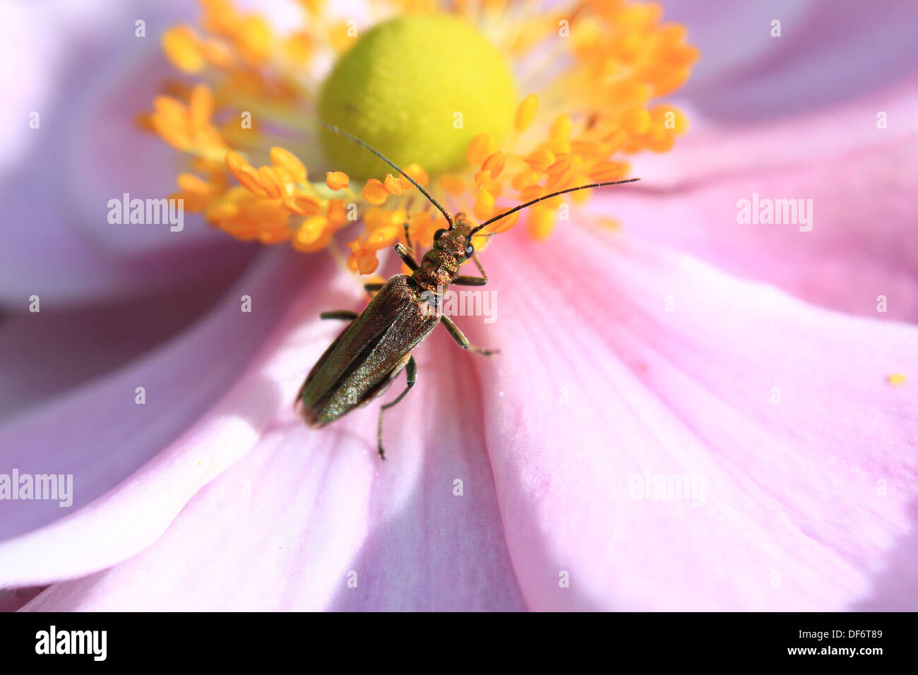 Female thick-legged flower beetle Stock Photo - Alamy