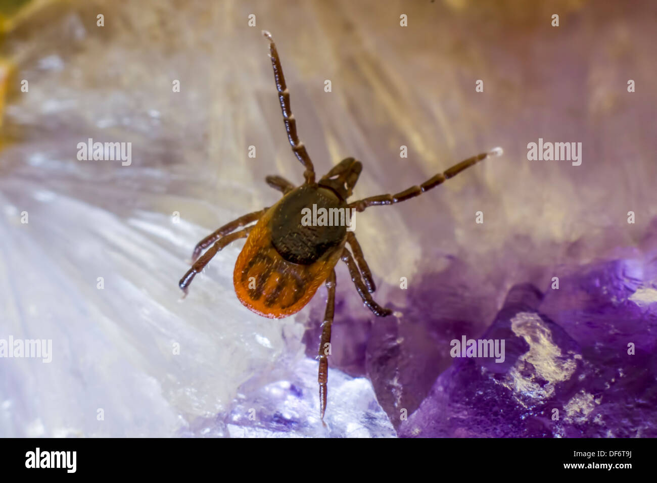 The castor bean tick (Ixodes ricinus Stock Photo - Alamy