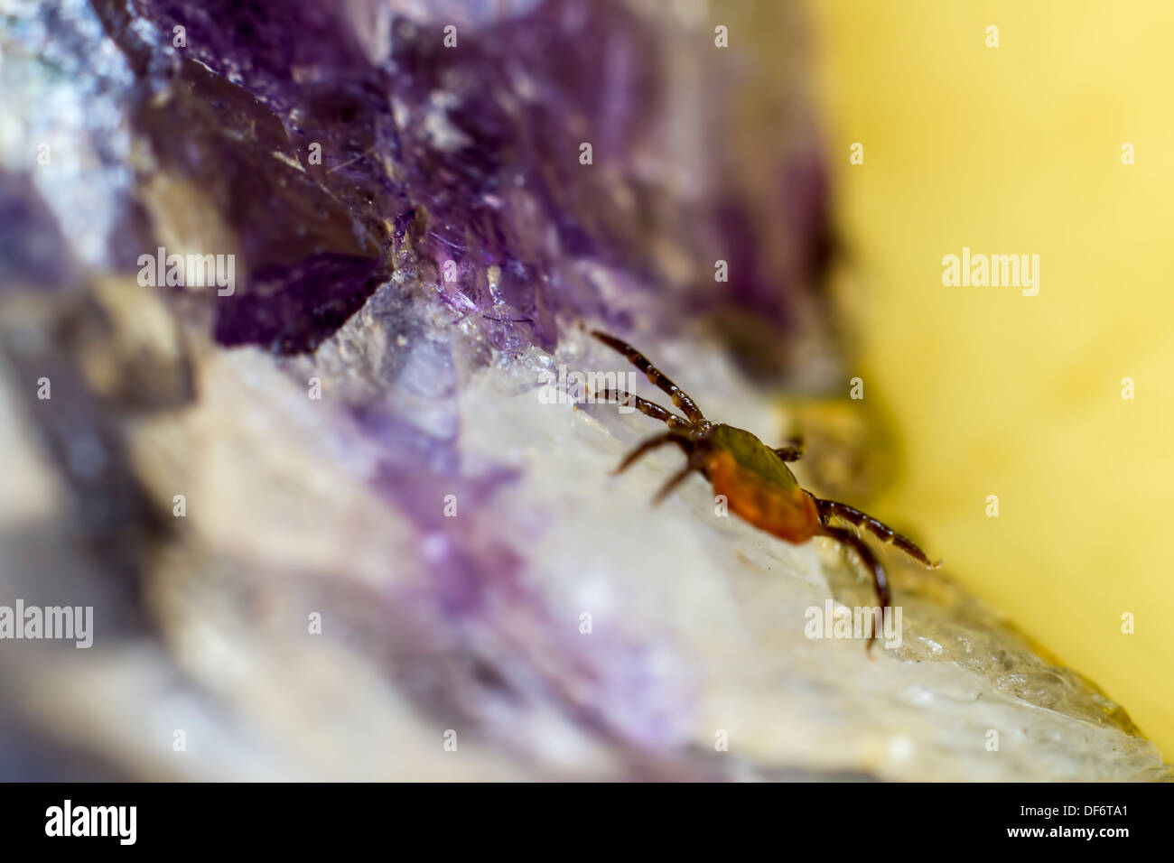 The castor bean tick (Ixodes ricinus Stock Photo - Alamy