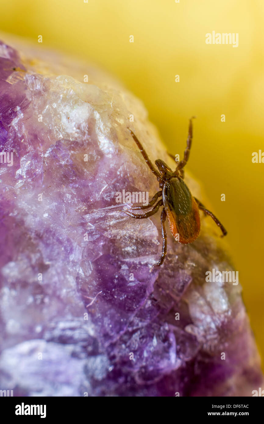 The castor bean tick (Ixodes ricinus Stock Photo - Alamy