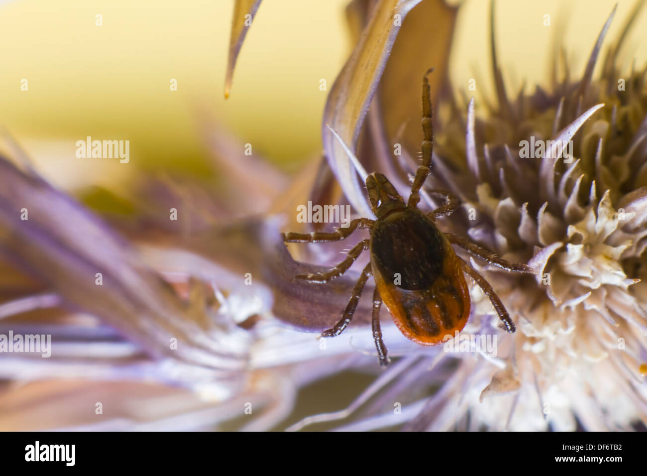 The castor bean tick (Ixodes ricinus Stock Photo - Alamy