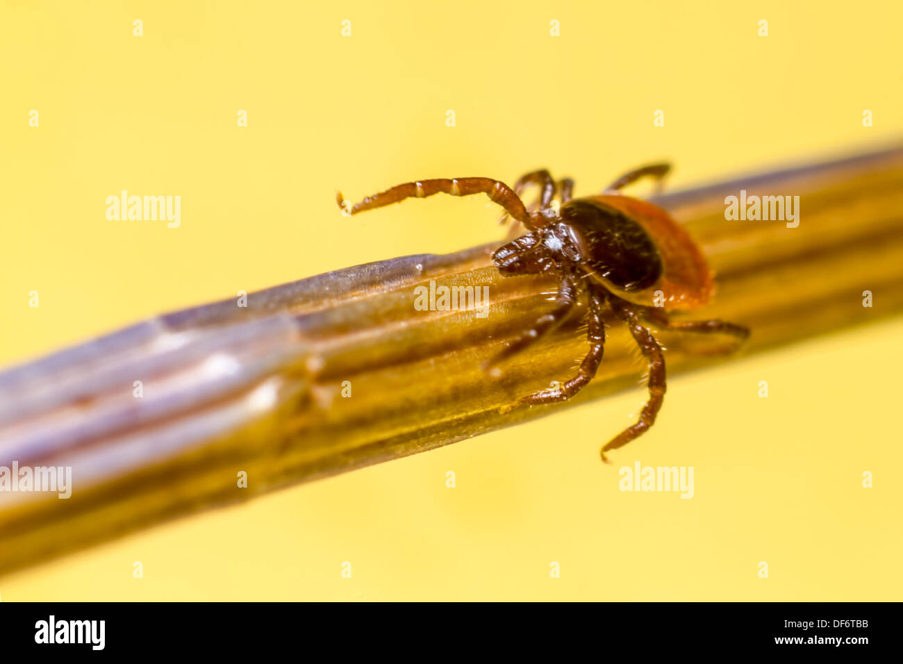 The castor bean tick (Ixodes ricinus Stock Photo - Alamy